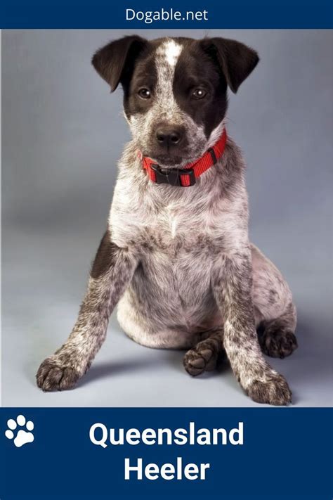 Meet The Queensland Heeler Learn About Its Size Shedding And More Artofit
