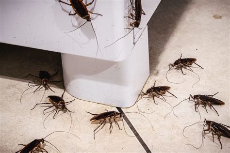 Roach Pest Control Florida