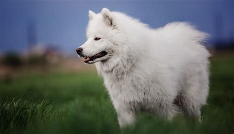 Big White Fluffy Dog Breeds A Guide
