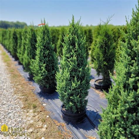 Juniperus X Star Power® Juniper From Home Nursery