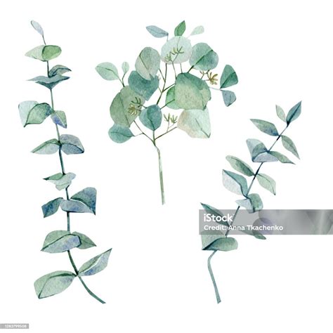 수채화 건조 유칼립투스 가지와 잎 녹지 잎과 식물 꽃 꽃 로고 결혼식 초대장 인사말 카드 패키지 디자인 Tatoo 날짜를 저장합니다 수채화에 대한 스톡 벡터 아트 및 기타