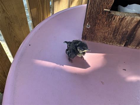 새끼 새 종 지식in