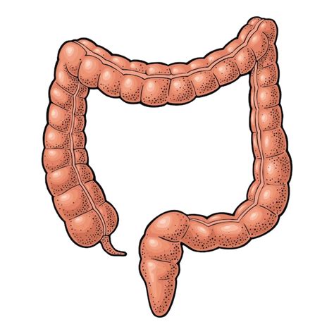 인간의 해부학 대장 벡터 색상 빈티지 조각 그림 레이블 포스터 웹 포스터 정보 그래픽에 대 한 손으로 그린 디자인 요소 흰색