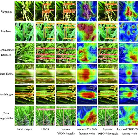 Detection Results Of Different Type Rice Diseases And Insect Pests Download Scientific Diagram