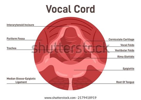 Vocal Cords Anatomical Structure Human Voice Vetor Stock Livre De