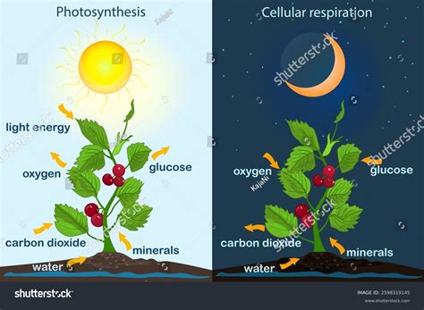 Diagram Plant Photosynthesis Photosynthesis Explanation Science Stock