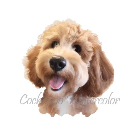 Cockapoo Watercolour Dog Graphic Illustration Commercial Use