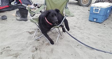 Dip Netting For Salmon Is Tiring Work Album On Imgur