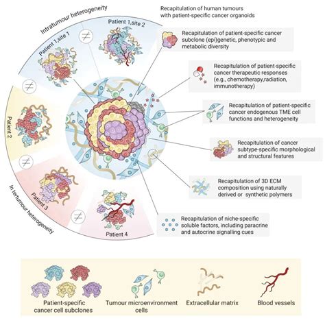 凭什么说肿瘤类器官是“试药替身”？ Medchemexpress 脉脉
