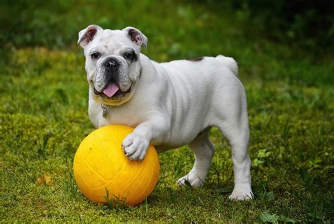 【ブルドッグ】性格・飼い方・病気・寿命・子犬などの特徴全て｜犬の図鑑