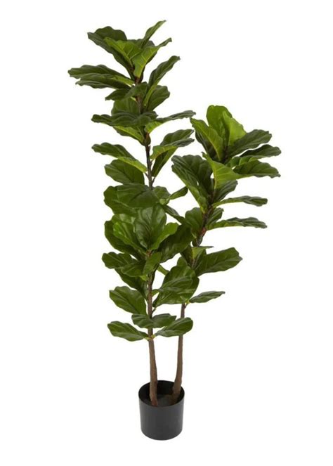 Raphis Palm Thin Leaf 12m Casa Noosa