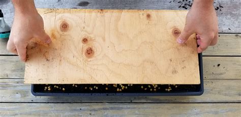 The Secret To Growing Sweet Corn Microgreens Thistle Downs Farm