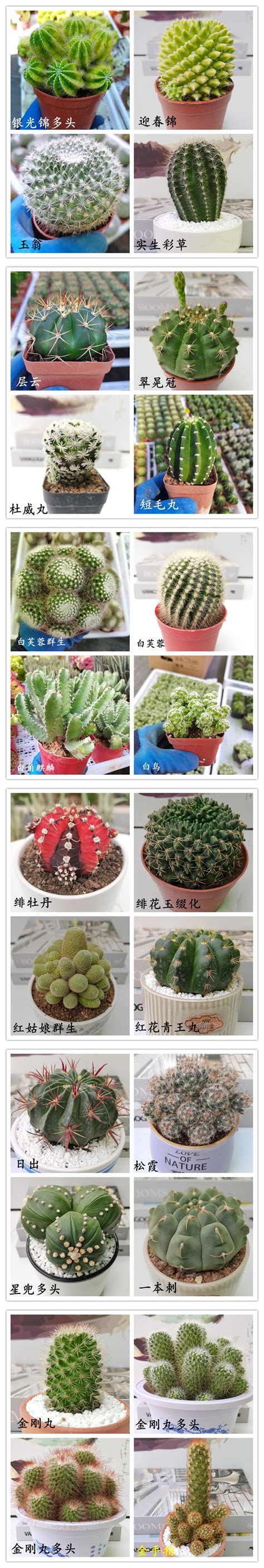 产地直发35装光辉牡丹锦仙人球批发 仙人掌盆栽多肉植物批发 阿里巴巴