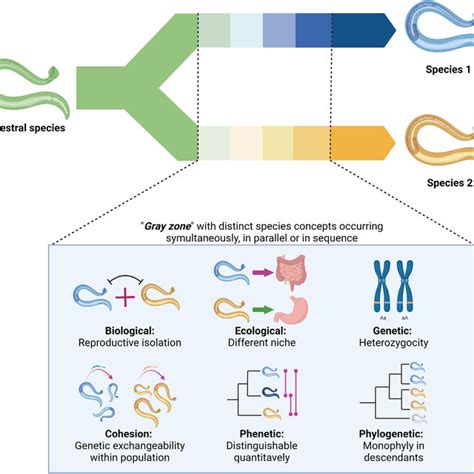 Graphical Representation Of Species Concepts Adapted From De Queiroz Download Scientific