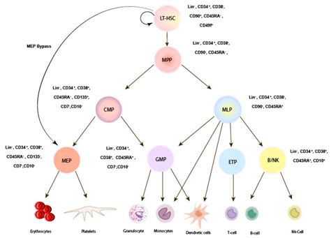 Revised Model For Human Hsc Hierarchy In The Classic Model For The Download Scientific Diagram