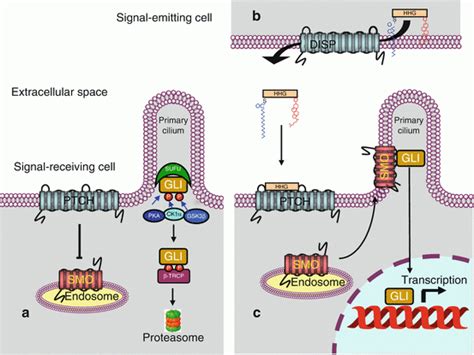 Hedgehog Pathway Oncohema Key