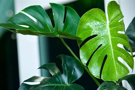 Do Monsteras Like Humidity Top Tips For Maintaining Humidity