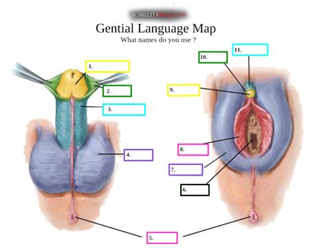 Genital Language Map Using Words To Enhance Your Pleasure
