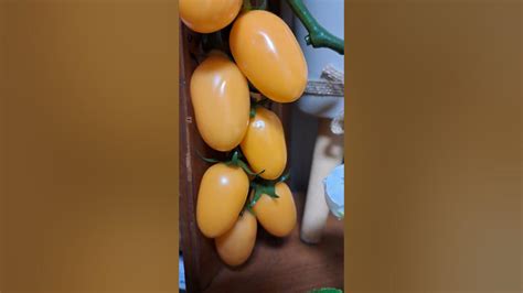 꽃은 아름답다 Youtube