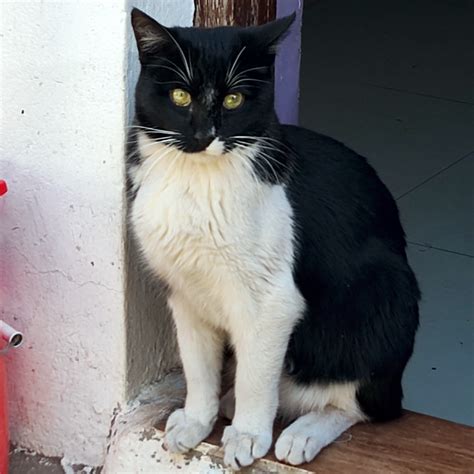 Canny Edge Detector In Python And Opencv Cpu Vs Gpu With Cuda By Héctor Ugarte Medium