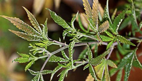 Cannabis Pests Broad Mites Growdiaries