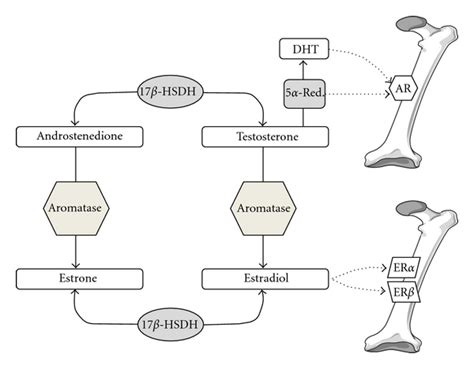 Proposed Models Of Sex Steroid Hormones Action On Bone Download Scientific Diagram