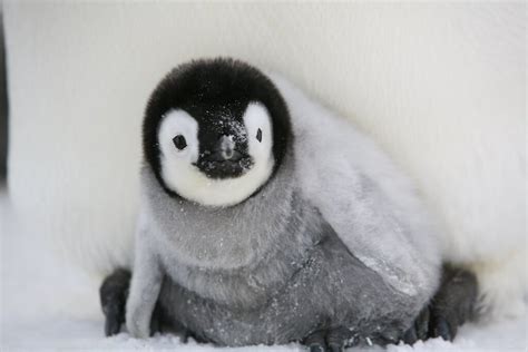 Emperor Penguin Chick Hatching Emperor Penguin Chick Hatching