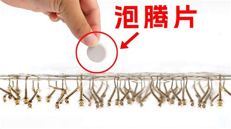 让水沸腾的泡腾片滴进100只孑孓里会发生什么 好奇五先生 好奇五先生 哔哩哔哩视频