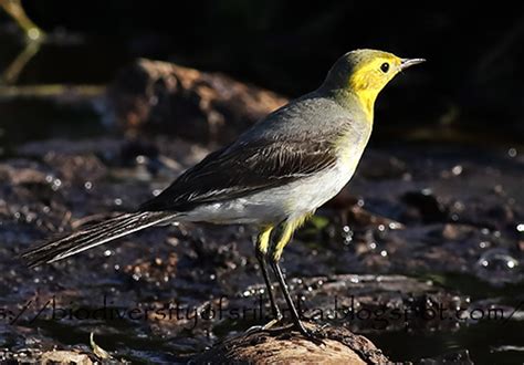 Biodiversity Of Sri Lanka හිසකහ හැලපෙන්දා දෙහිකහ හැලපෙන්දා Motacillia