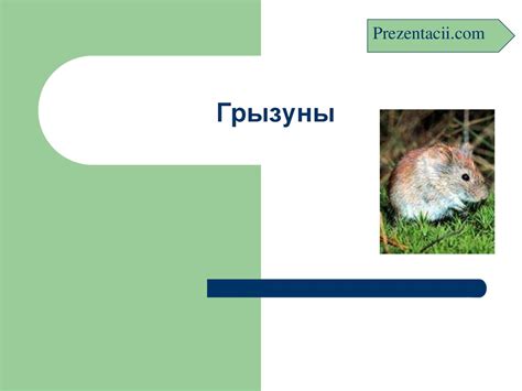 Грызуны - презентация онлайн