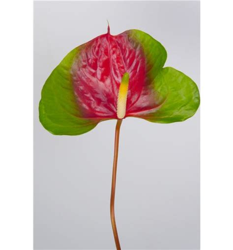 Anth Narita X12 Bruflor