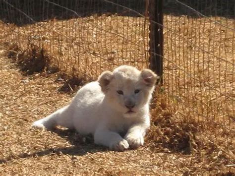 10 Interesting White Lion Facts My Interesting Facts