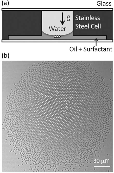 Schematic Representation Of The Transversal View Of The Sample Cell Download Scientific Diagram