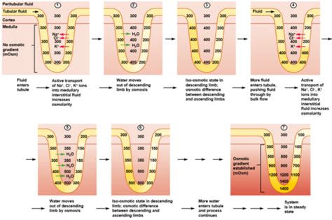 Part 3 Urine Concentration And Dilution Flashcards Quizlet