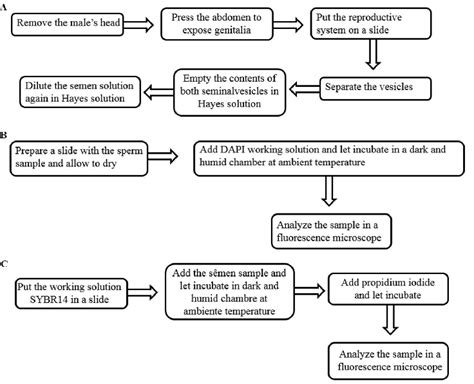 A Diagram Summarizing The Workflow Of The Semen Extraction Protocol Download Scientific