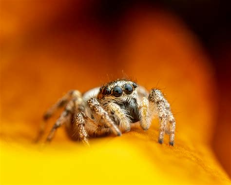 Cute Spider Pictures