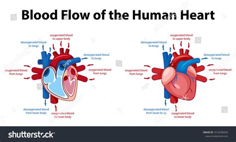 Diagram Of The Human Heart Images Stock Photos Vectors Shutterstock