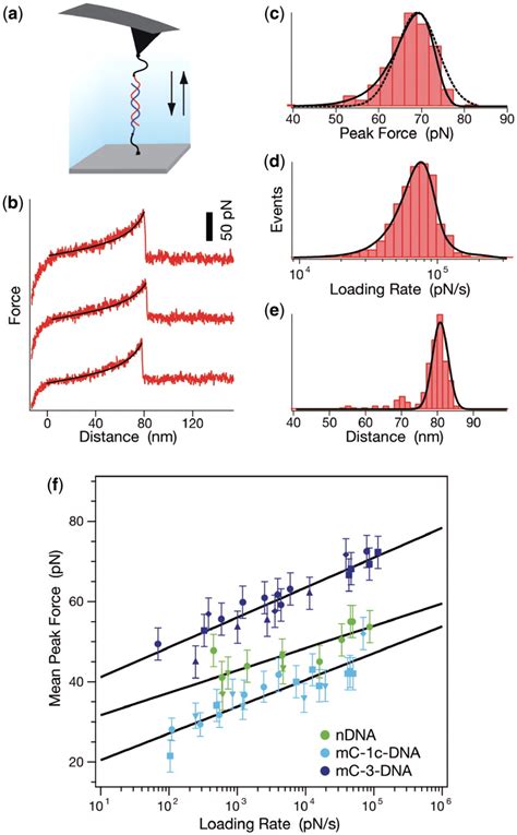 A Single Molecule Force Spectroscopy Setup Complementary Single