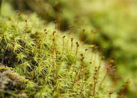 Ferns Mosses And Forest Plants John Clayton