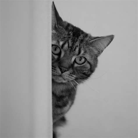 Premium Photo Peeping Cat Monochrome Photography
