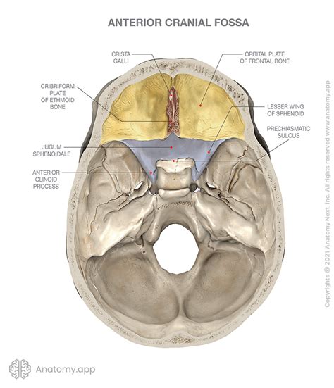 Anterior Cranial Fossa Encyclopedia Anatomy App Learn Anatomy 3d Models Articles And