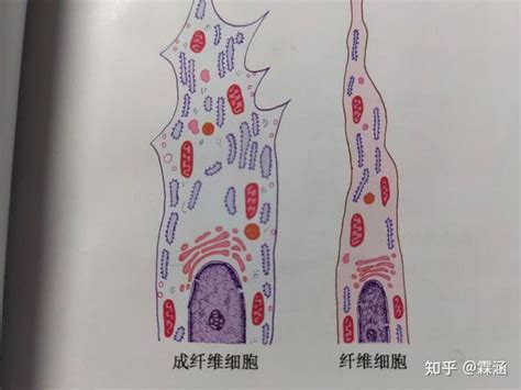 组胚学习笔记：结缔组织 知乎