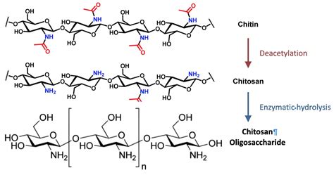 Aspergillus Niger Chitosan Oligosaccharide Vegetal Chitosan Manufacturer