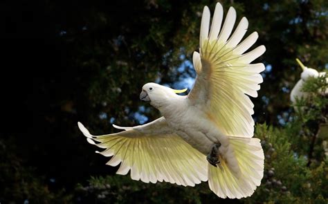 Fact File Sulphur Crested Cockatoo Cacatua Galerita Australian