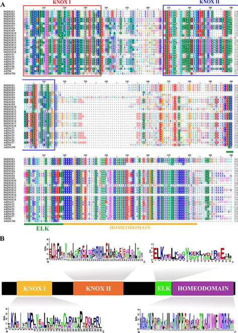 multiple sequence alignment and domain compositions of pbknox
