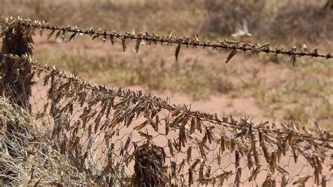 Grasshopper Infestations Strip Grass And Gardens On Properties In