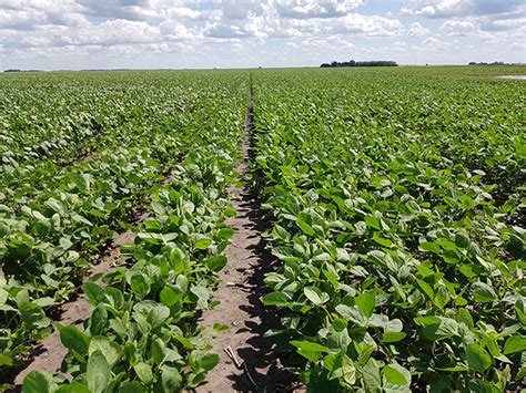 Narrow Row Soybeans Perform Well Top Crop Managertop Crop Manager