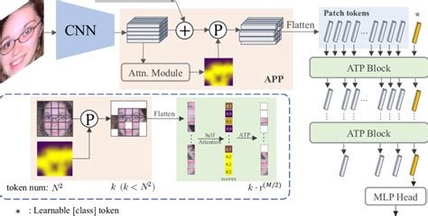 The Overall Architecture Of Our Apvit Model Firstly Feature Maps Are Download Scientific