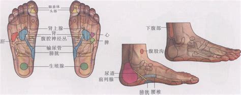 阳痿 足疗治病图解 医学