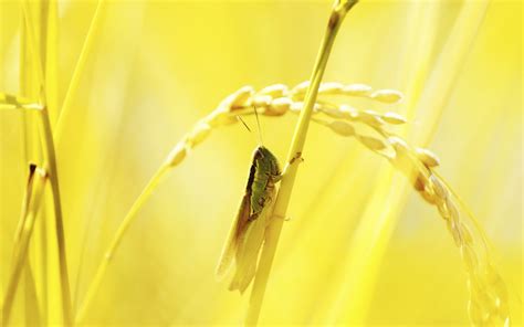 Grasshopper Insect Nature Wallpaper 2560x1600 13282